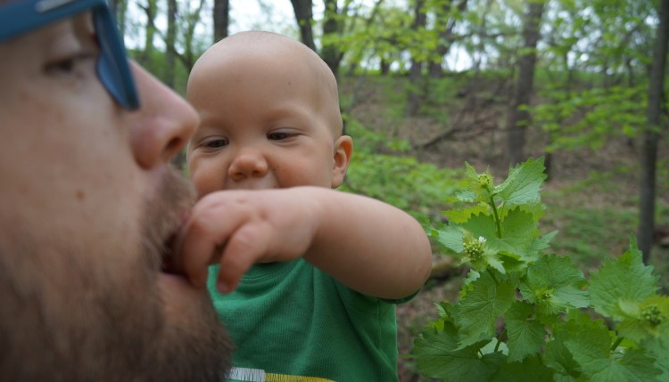 Wild Edible Foods of the Midwest – TREEfool