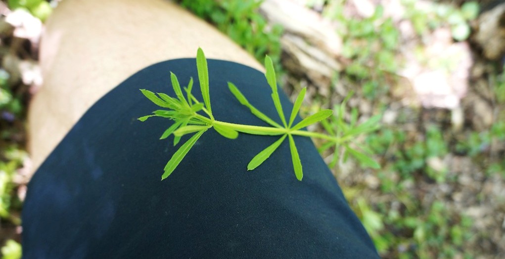 Edible Cleavers Plant – TREEfool