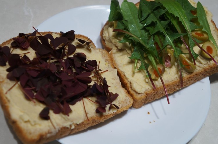 Wild Edible Foods of the Midwest – TREEfool