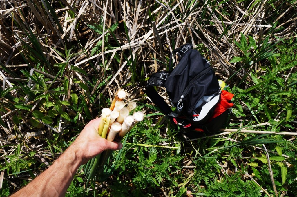 Can You Eat Cattails? ABSOLUTELY! – TREEfool