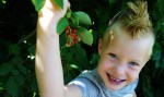 Wild Edible Foods of the Midwest – TREEfool